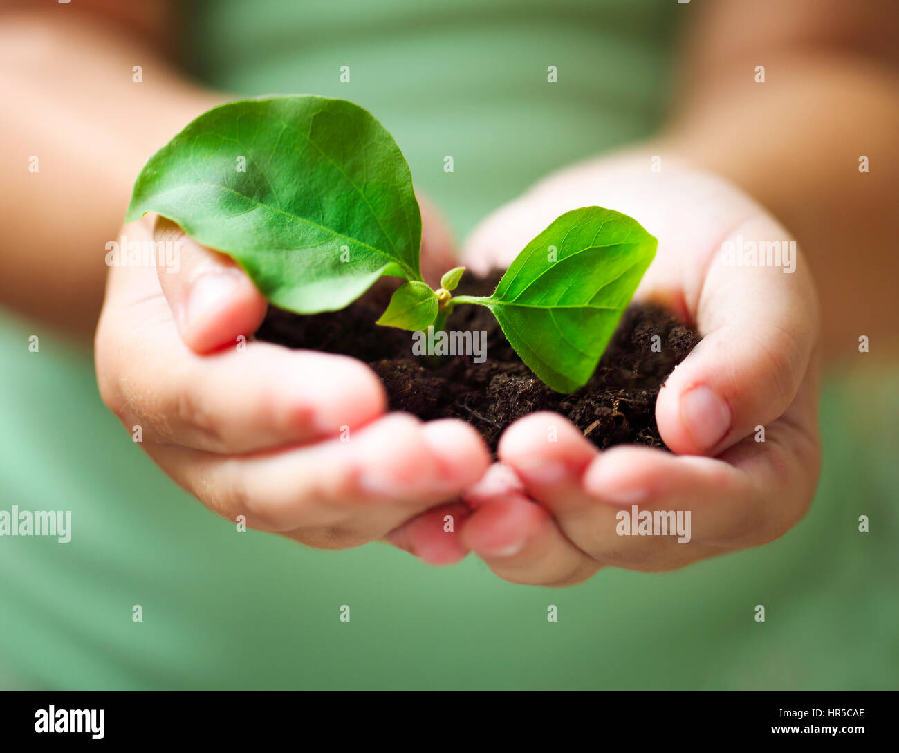 Children`s hands holding young plant against spring green background ...