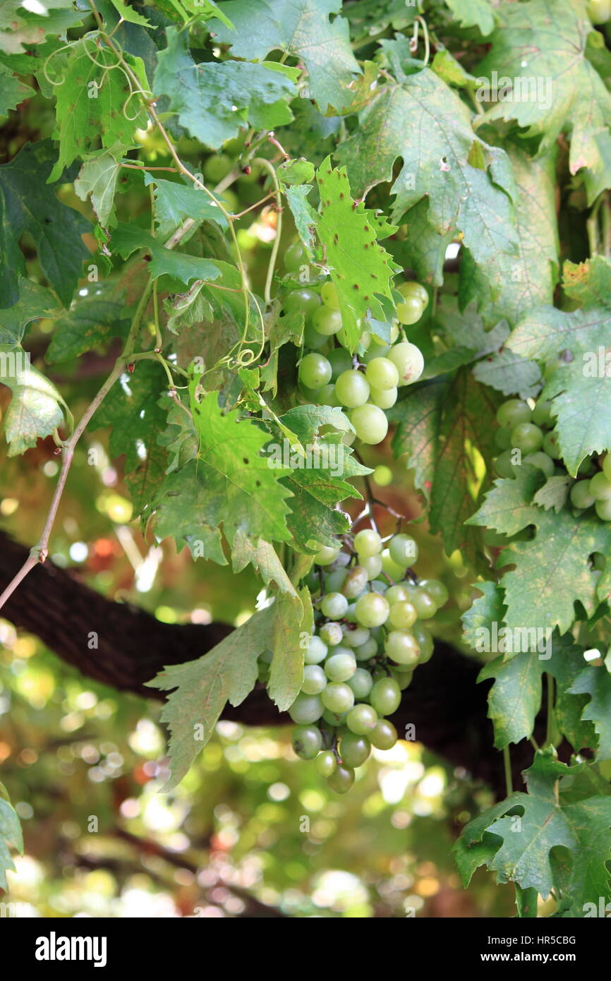 Growing grapevine with grape cluster Stock Photo - Alamy