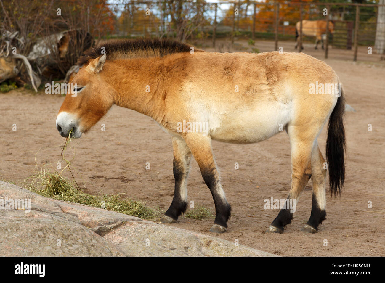 Przewalski's horse eating hey outside in closeup Stock Photo - Alamy