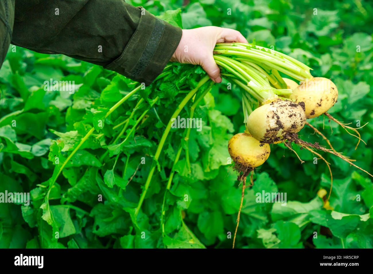 Female hand holding young turnips in closeup Stock Photo - Alamy