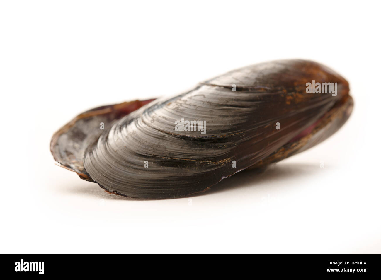 Empty sea mussel on the white background Stock Photo - Alamy