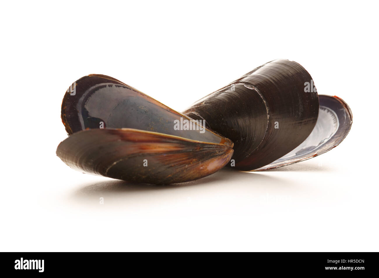 Empty sea mussels on the white background Stock Photo - Alamy