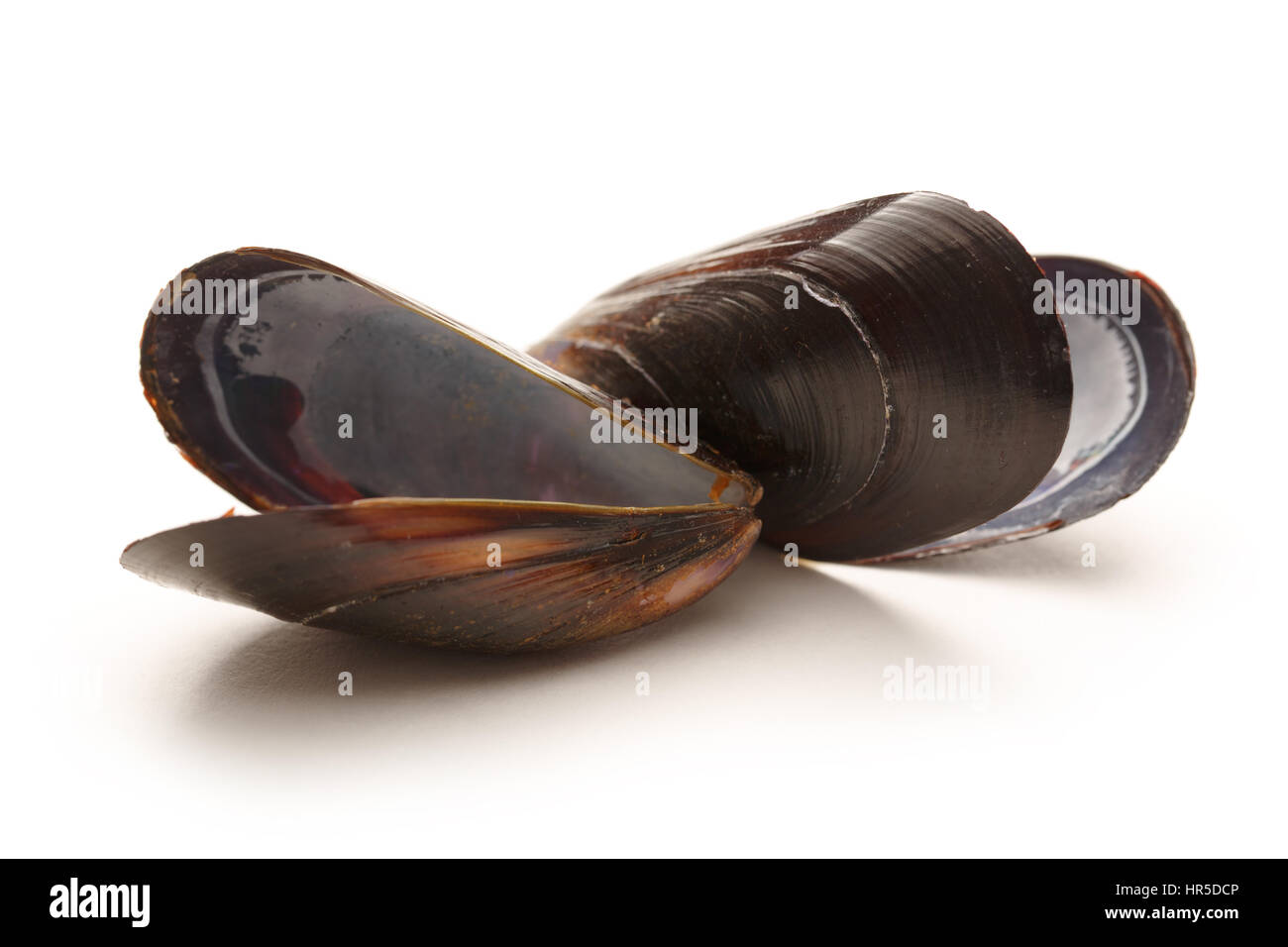 Empty sea mussels on the white background Stock Photo - Alamy