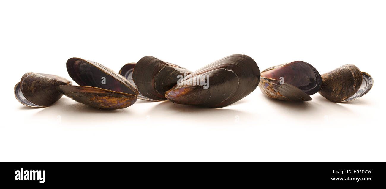 Empty sea mussels on the white background Stock Photo - Alamy
