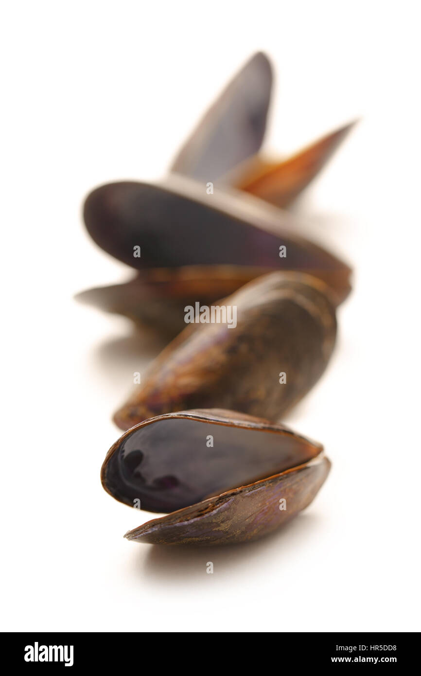 Empty sea mussels on the white background Stock Photo - Alamy