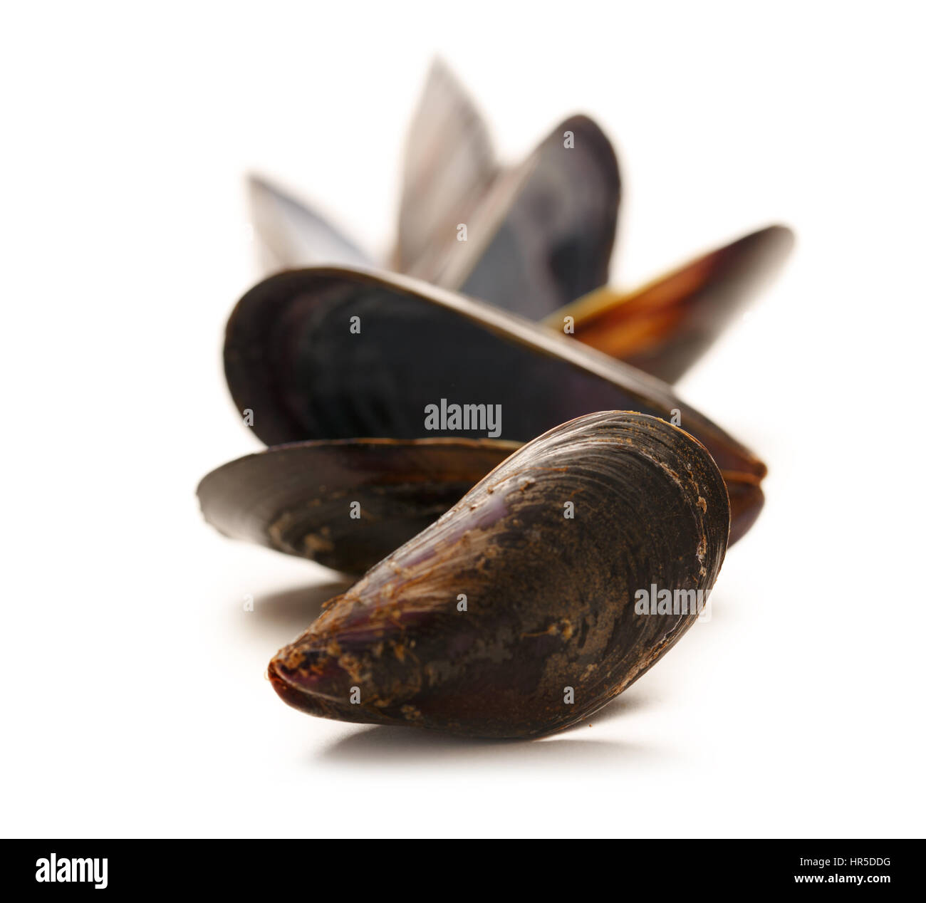 Empty sea mussels on the white background Stock Photo - Alamy