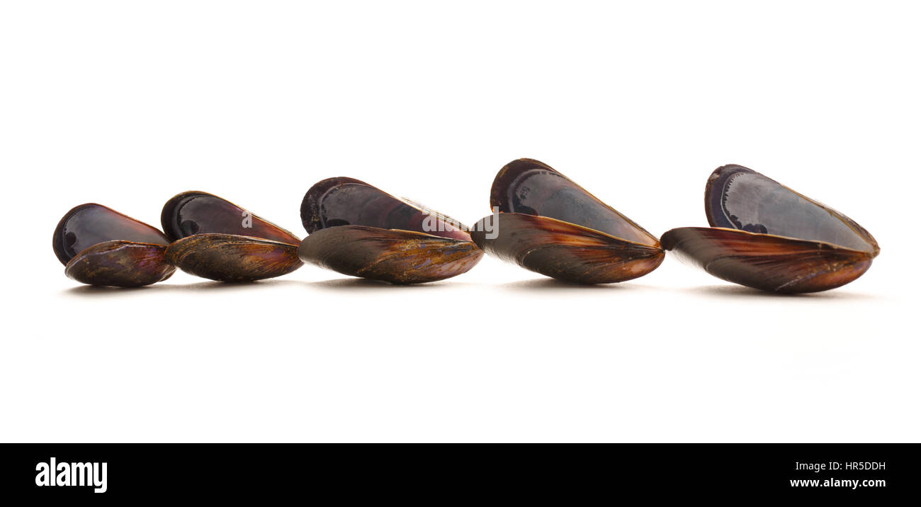 Empty sea mussels on the white background Stock Photo - Alamy