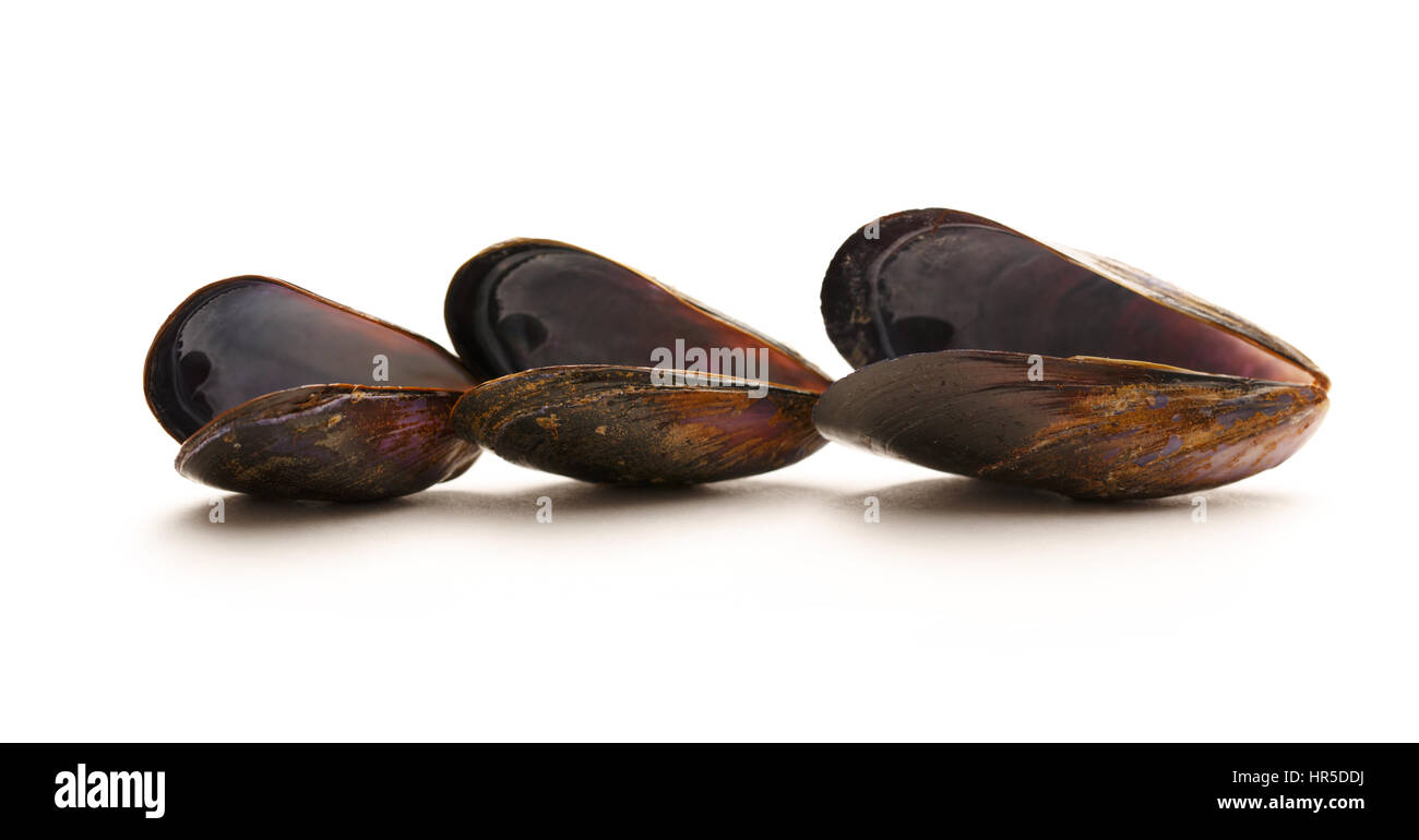 Empty sea mussels on the white background Stock Photo - Alamy
