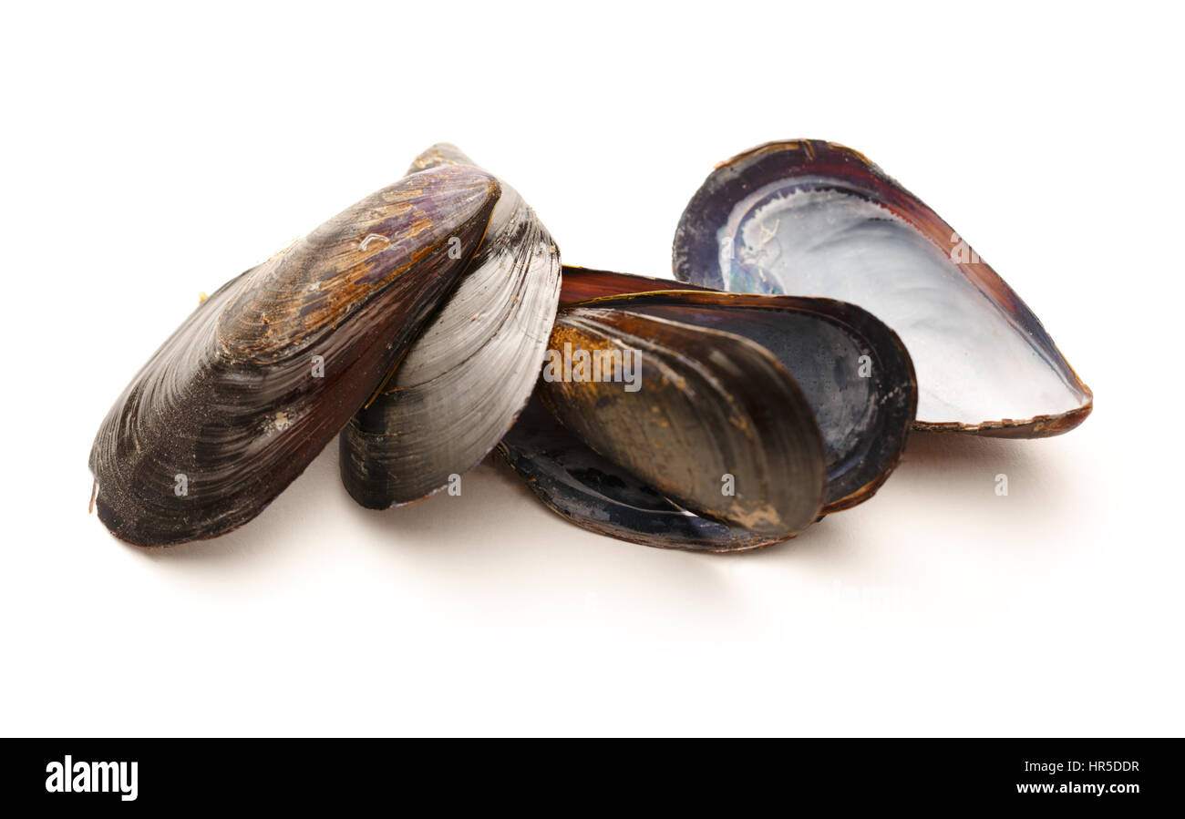 Empty sea mussels on the white background Stock Photo - Alamy