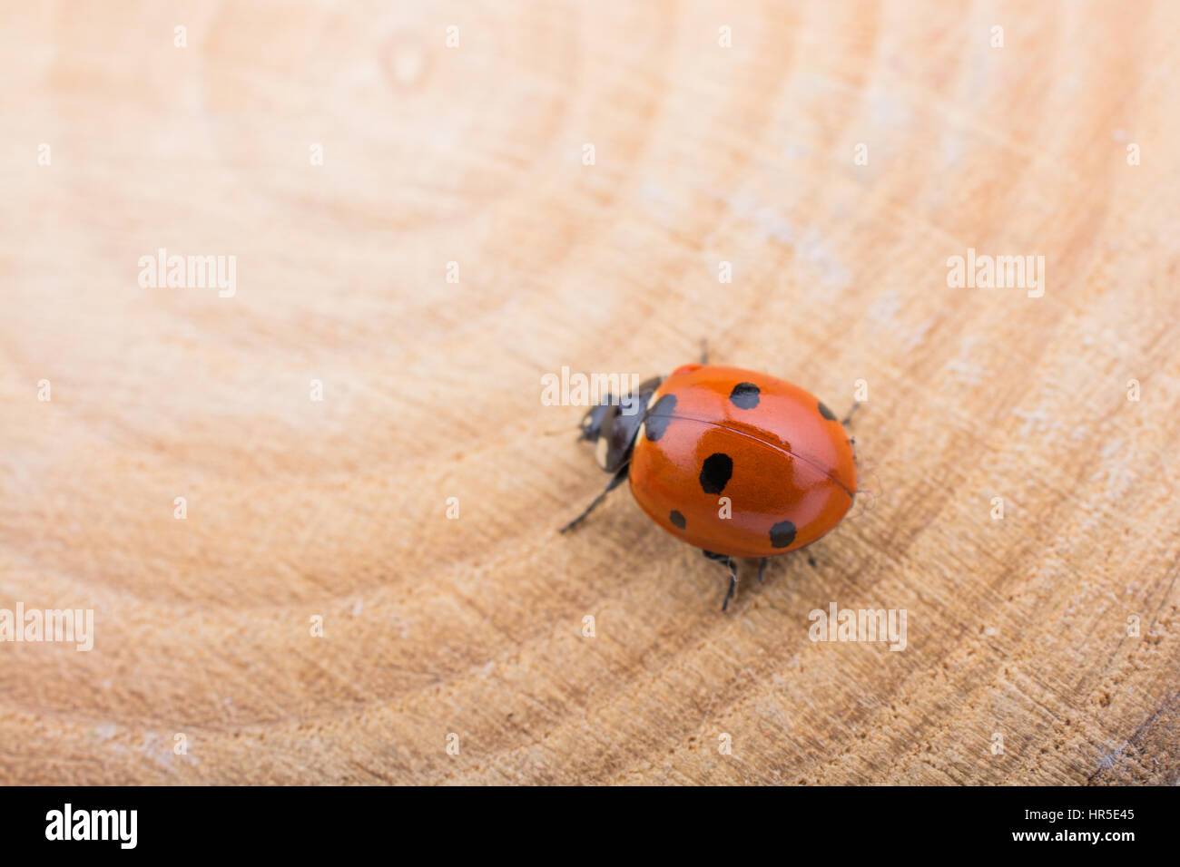 Beautiful photo of red ladybug walking on a piece of wood Stock Photo ...