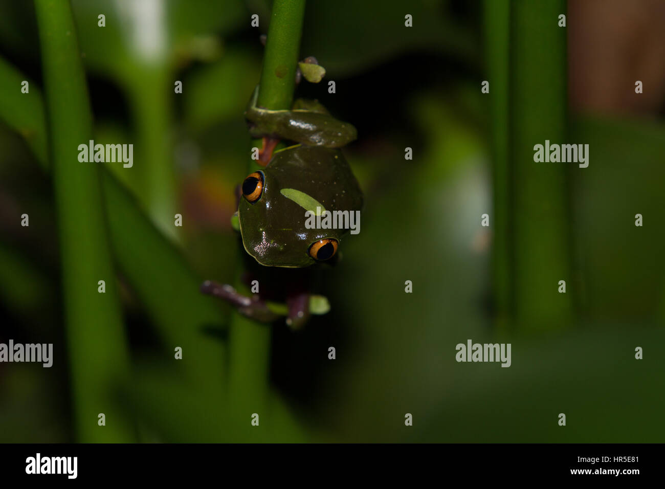 The Blue-sided Leaf Frog or Yellow-eyed or Orange-eyed Tree Frog ...