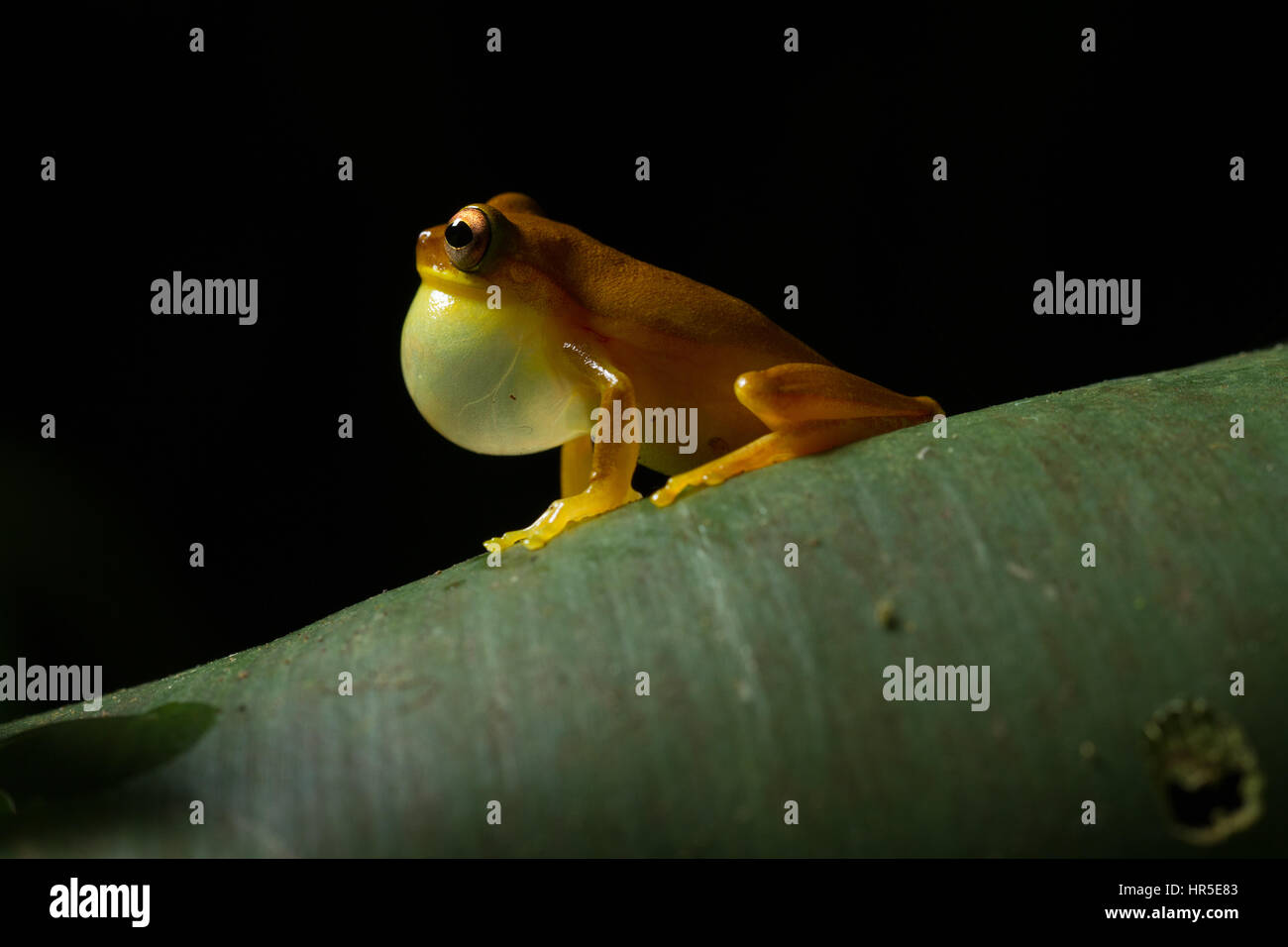 Widespread species yellow treefrog hi-res stock photography and images ...