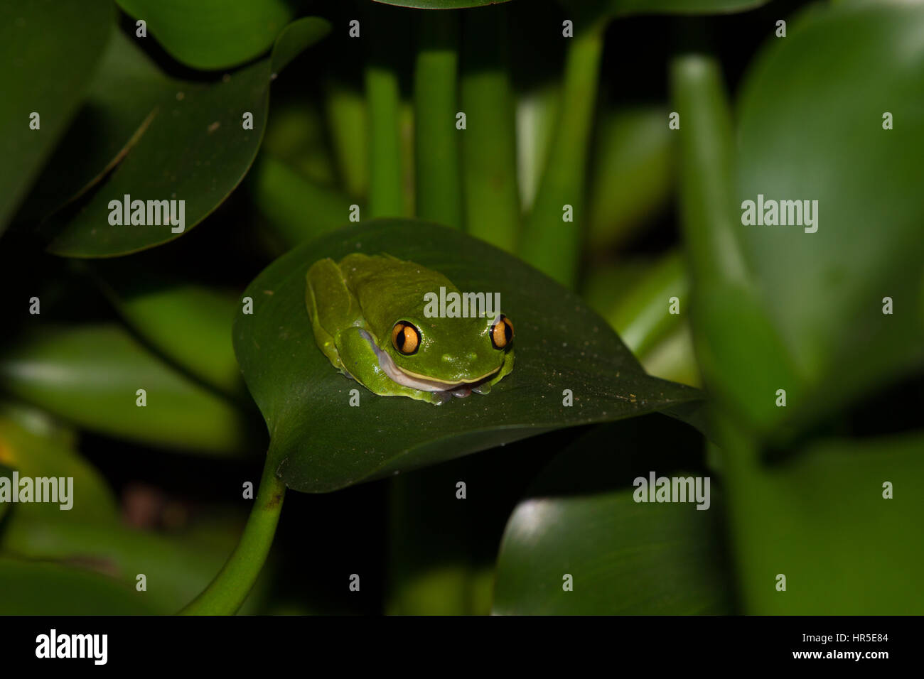 The Blue-sided Leaf Frog or Yellow-eyed or Orange-eyed Tree Frog ...