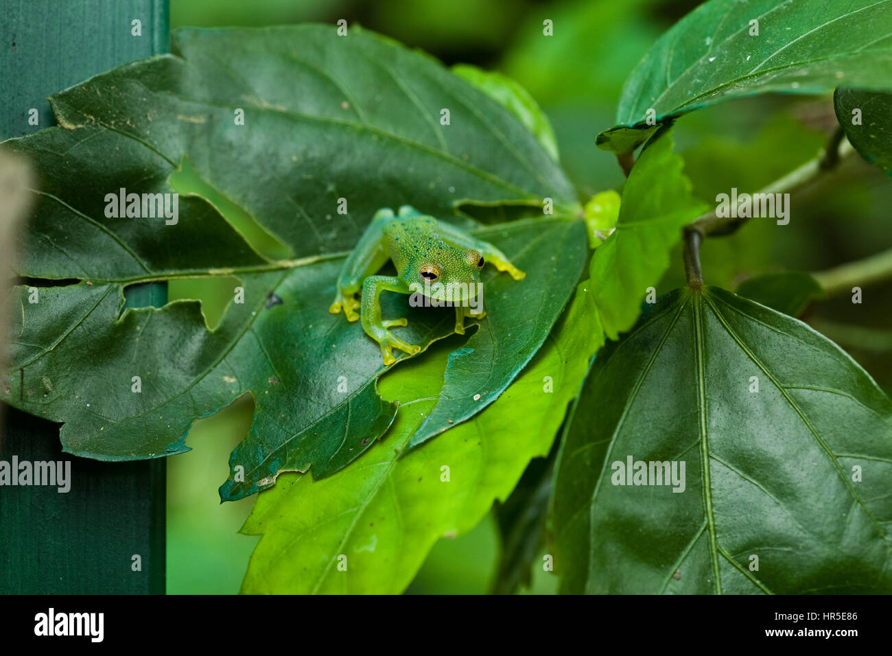 Grainy cochran frog cochranella granulosa hi-res stock photography and ...