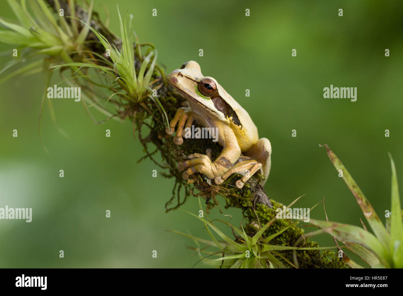 Masked Tree Frog, Smilisca phaeota, lives in tropical rainforests from ...