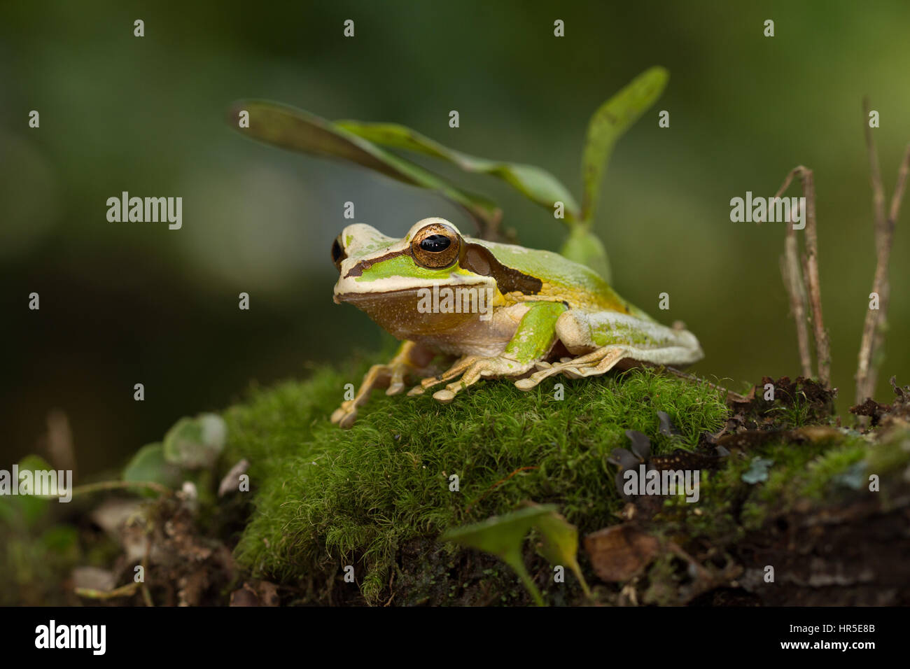 Masked Tree Frog, Smilisca phaeota, lives in tropical rainforests from ...