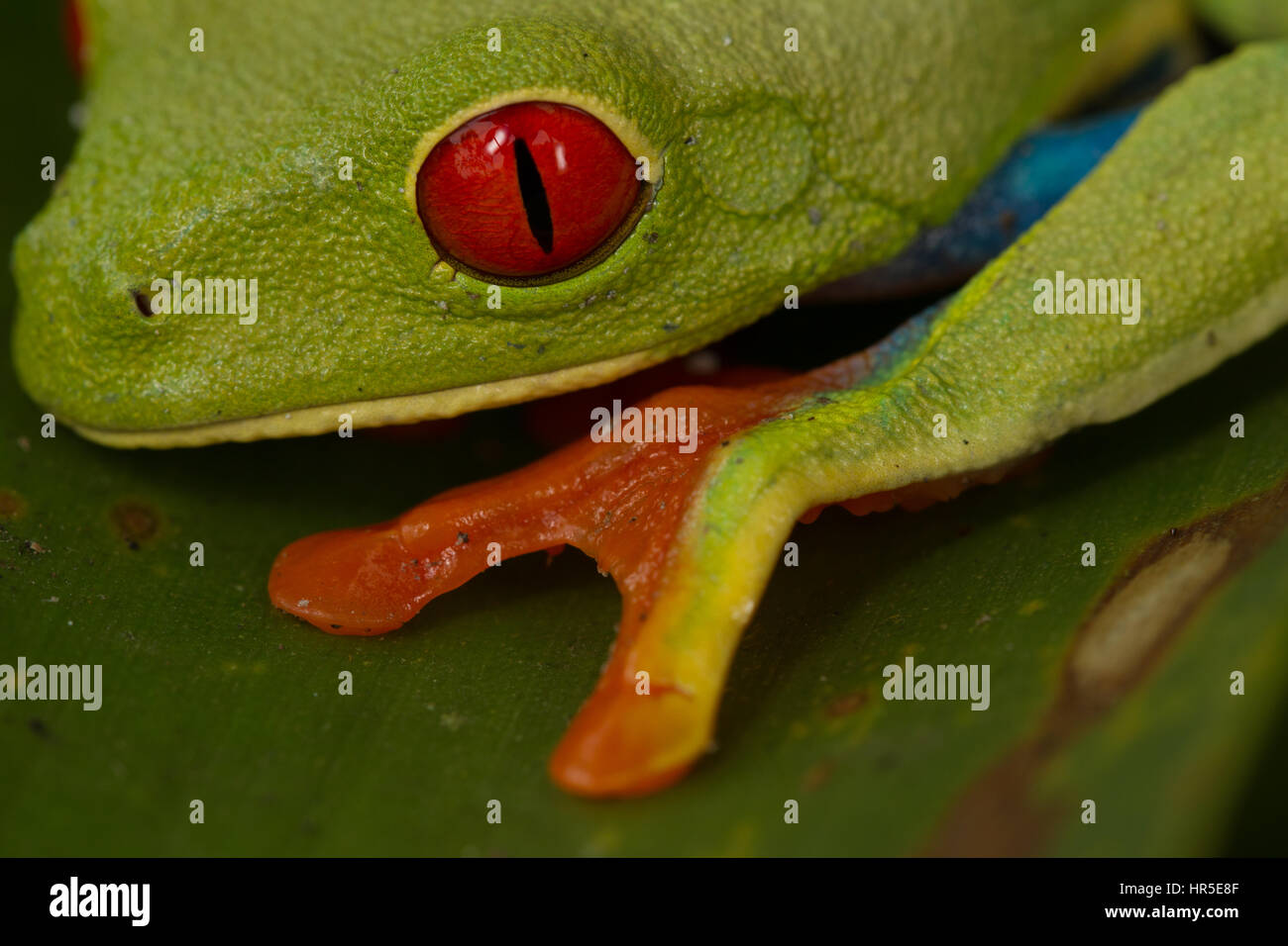 Close up of the eye and webbed foot of a Red--eyed Tree Frog or Red ...