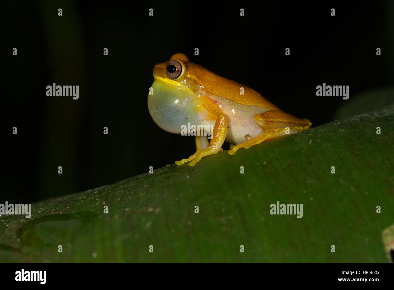 Yellow cricket tree frog hi-res stock photography and images - Alamy