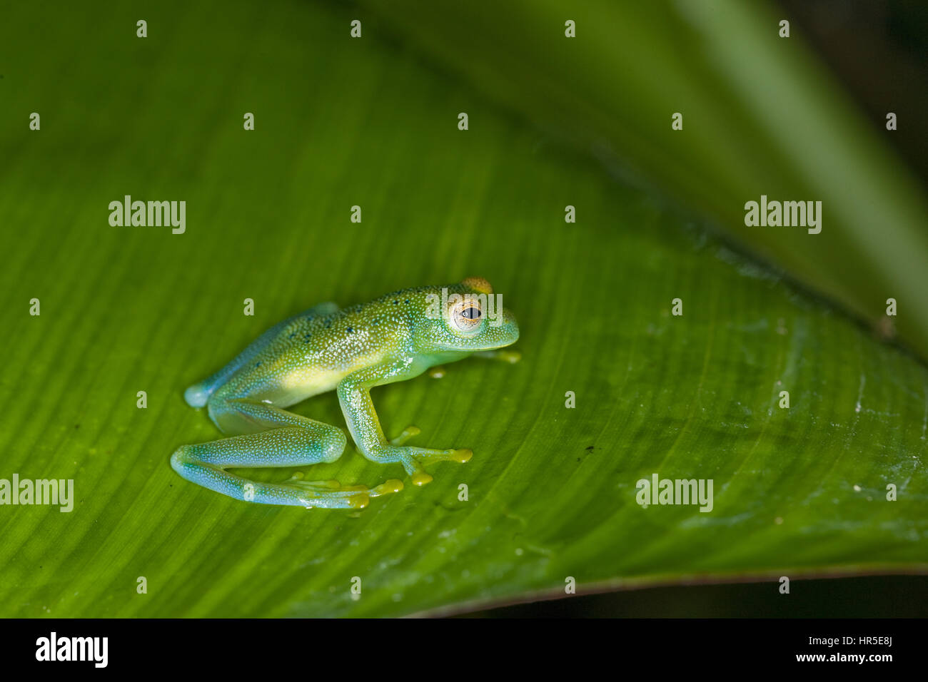 The Granulated Glass Frog, Cochranella granulosa, is primarily a ...