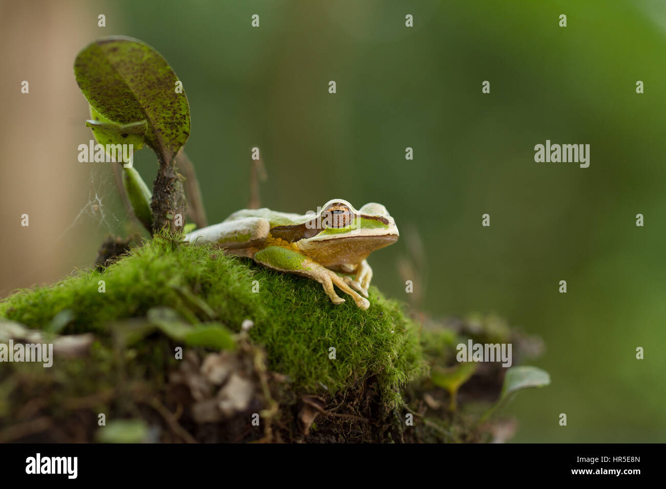 Masked Tree Frog, Smilisca phaeota, lives in tropical rainforests from ...