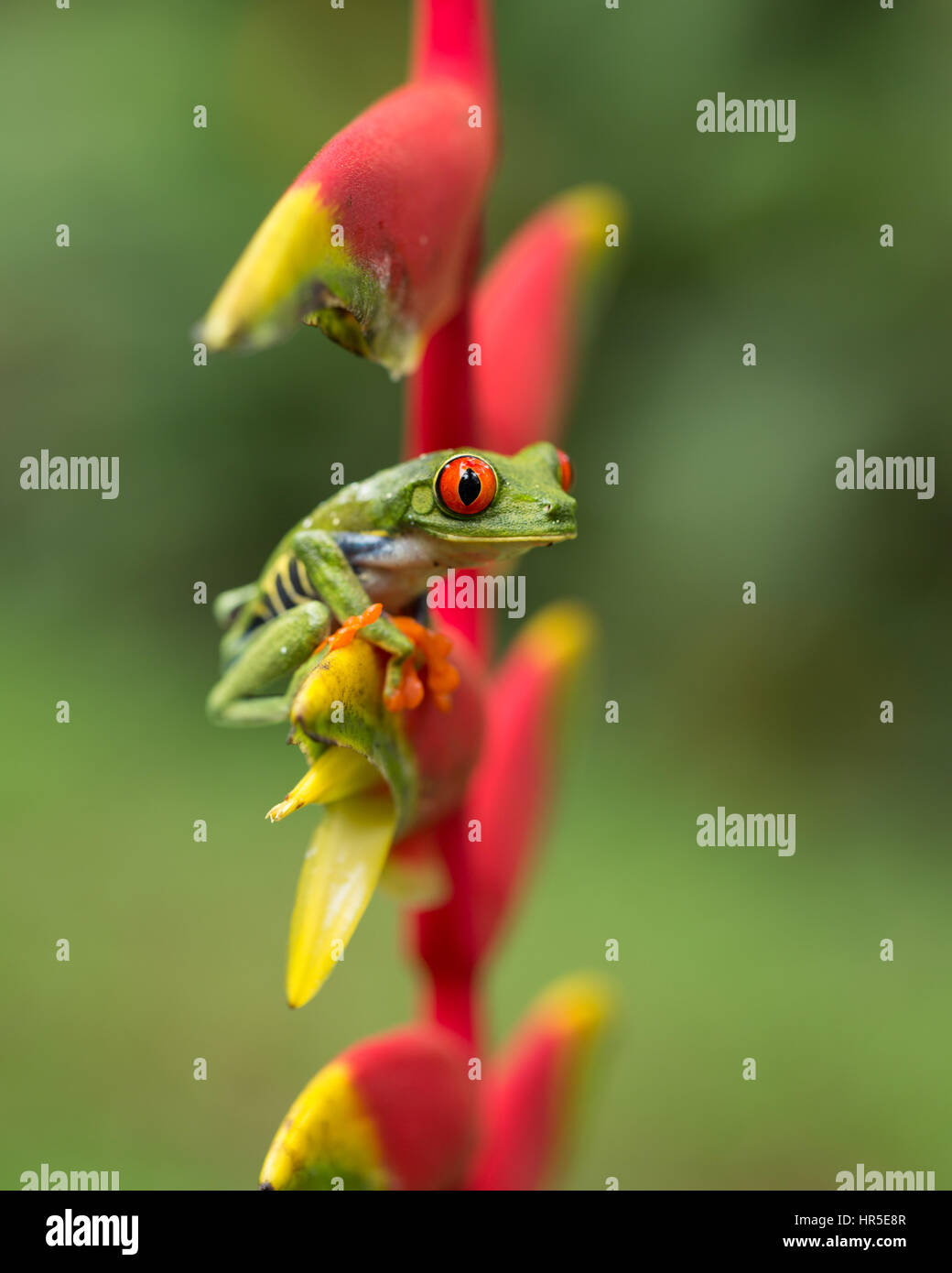 A Red--eyed Tree Frog or Red-eyed Leaf Frog, Agalychnis callidryas, on ...