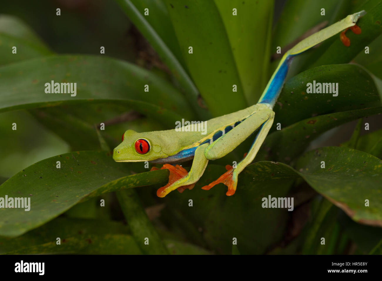 The Red--eyed Tree Frog or Red-eyed Leaf Frog, Agalychnis callidryas ...