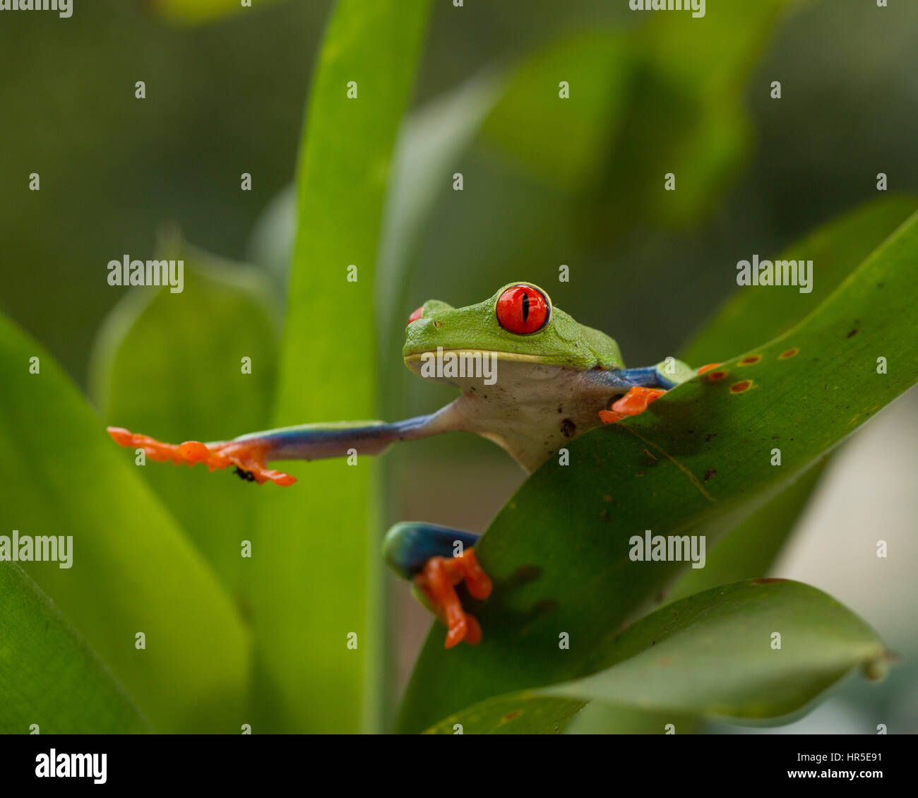 The Red--eyed Tree Frog or Red-eyed Leaf Frog, Agalychnis callidryas ...