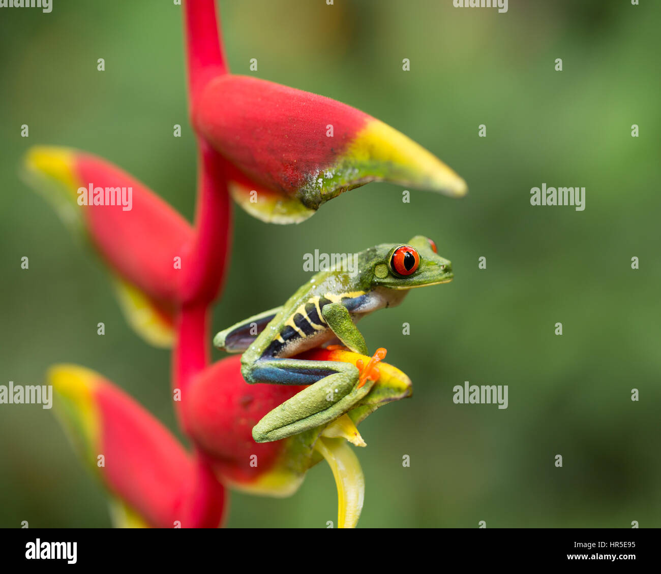 A Red--eyed Tree Frog or Red-eyed Leaf Frog, Agalychnis callidryas, on ...