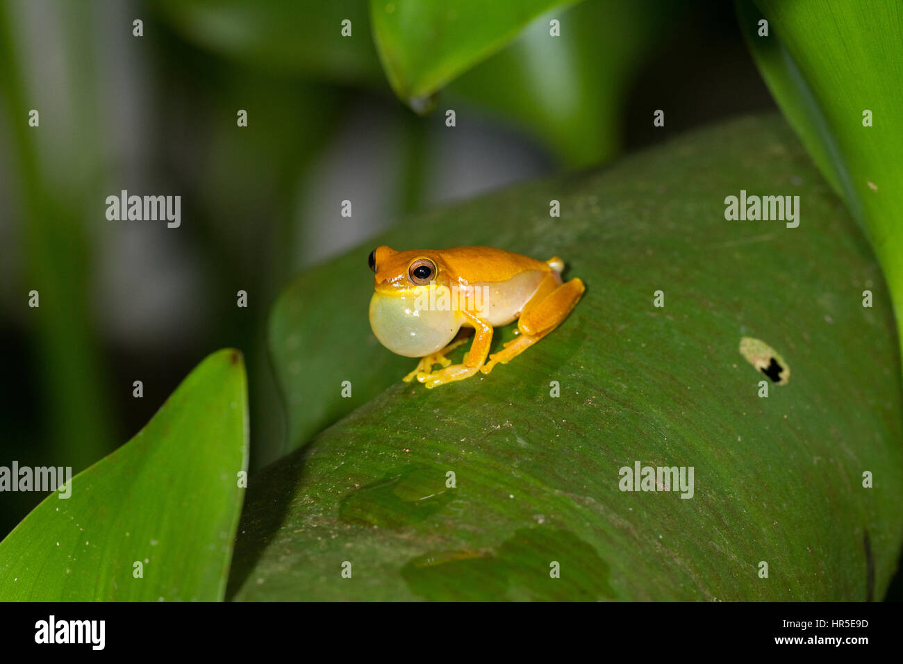 Widespread species yellow treefrog hi-res stock photography and images ...
