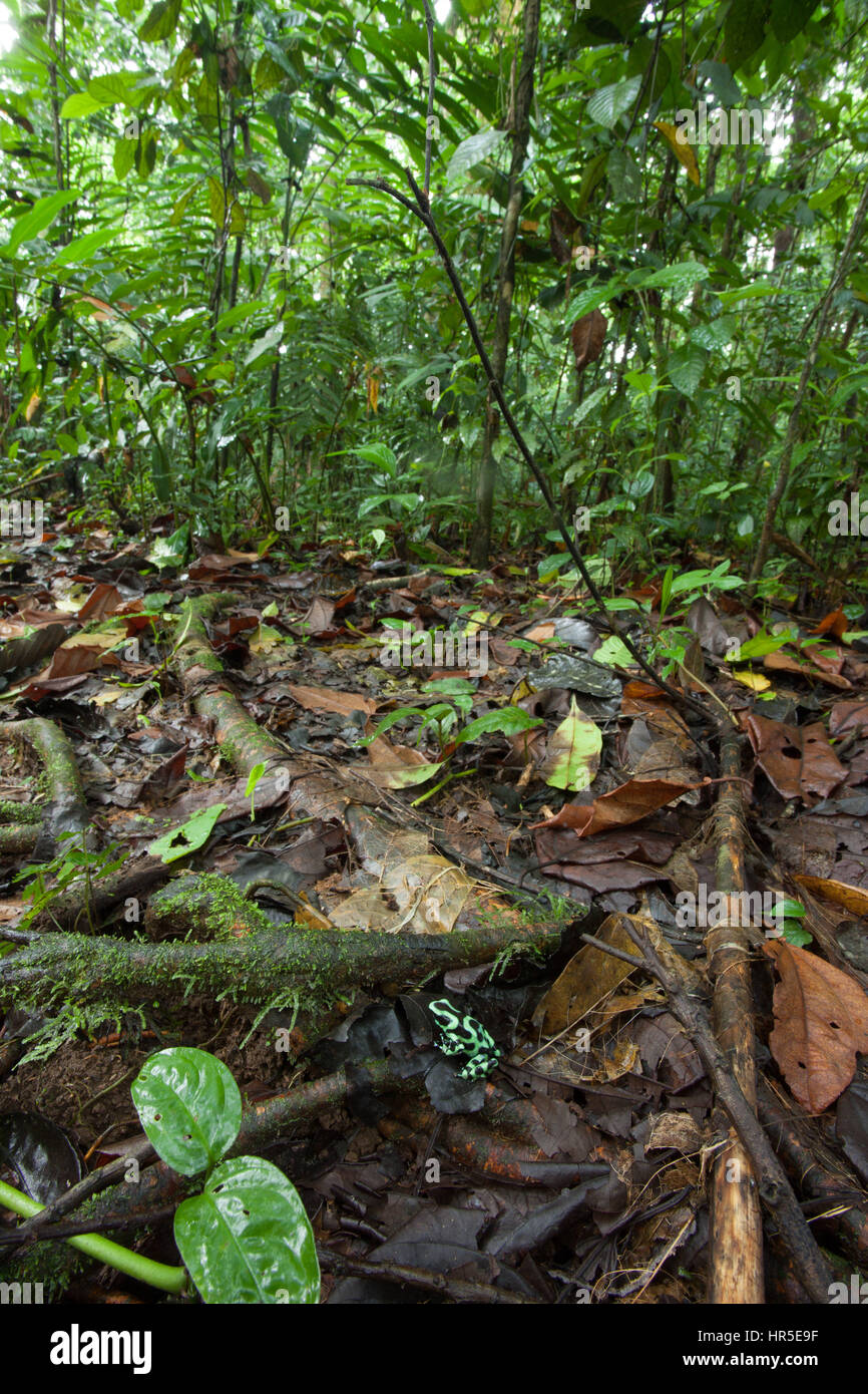 Green & Black Poison Dart Frog, Dendrobates auratus in Costa Rica. Its ...