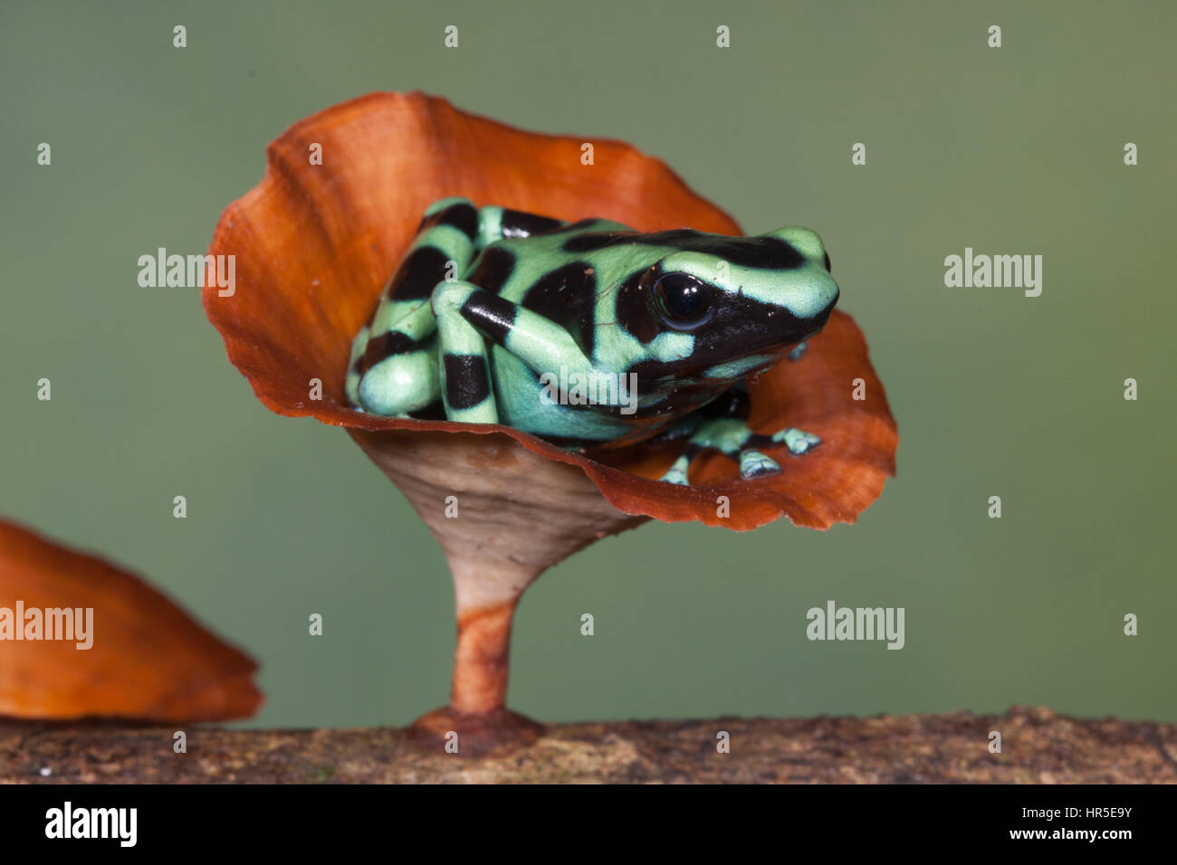 Green & Black Poison Dart Frog, Dendrobates auratus in Costa Rica. Its ...