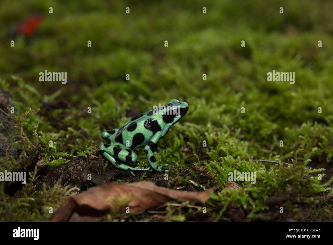 Green & Black Poison Dart Frog, Dendrobates auratus in Costa Rica. Its ...