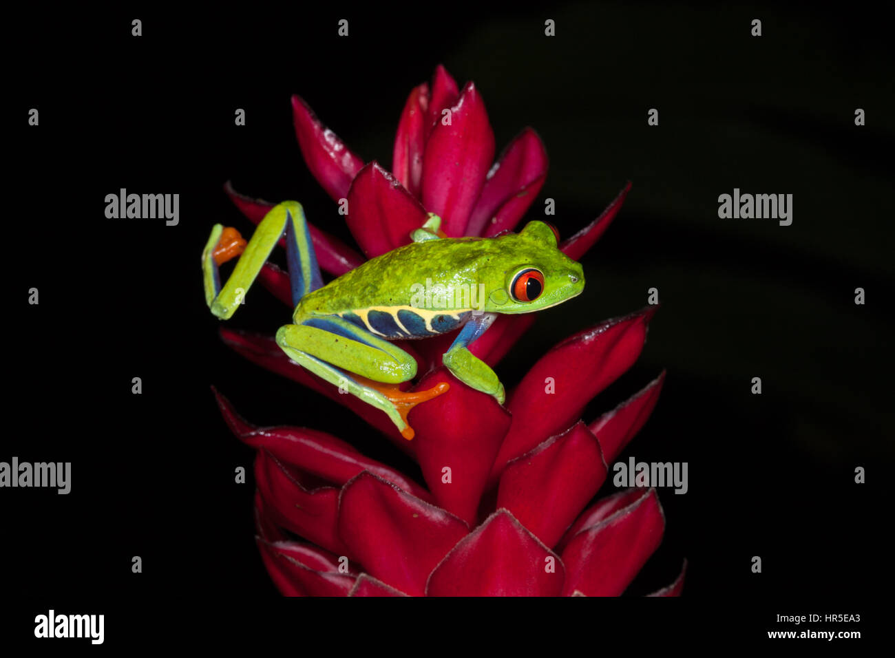 The Red--eyed Tree Frog or Red-eyed Leaf Frog, Agalychnis callidryas ...