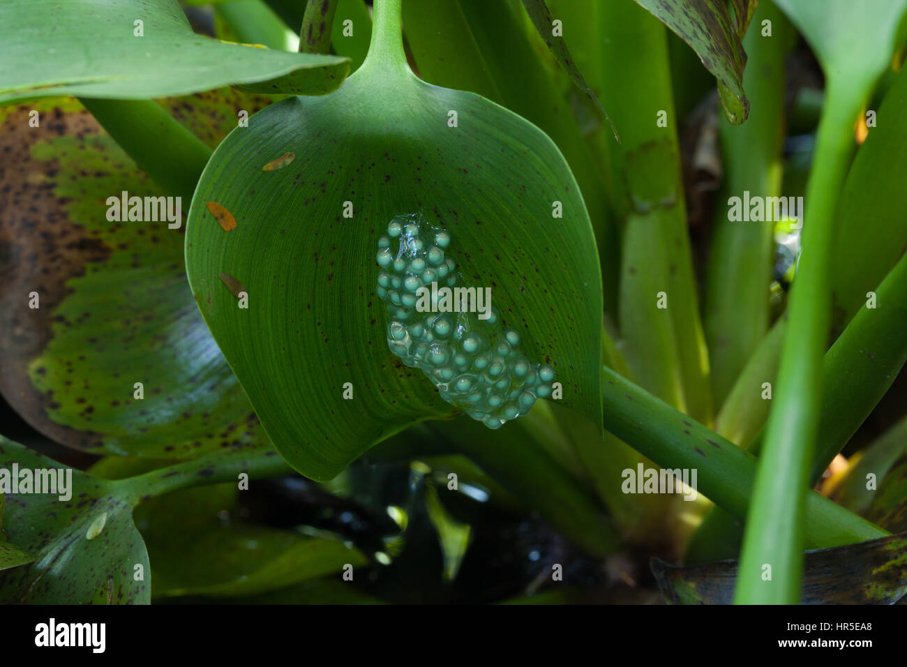 The Blue-sided Leaf Frog or Yellow-eyed or Orange-eyed Tree Frog ...