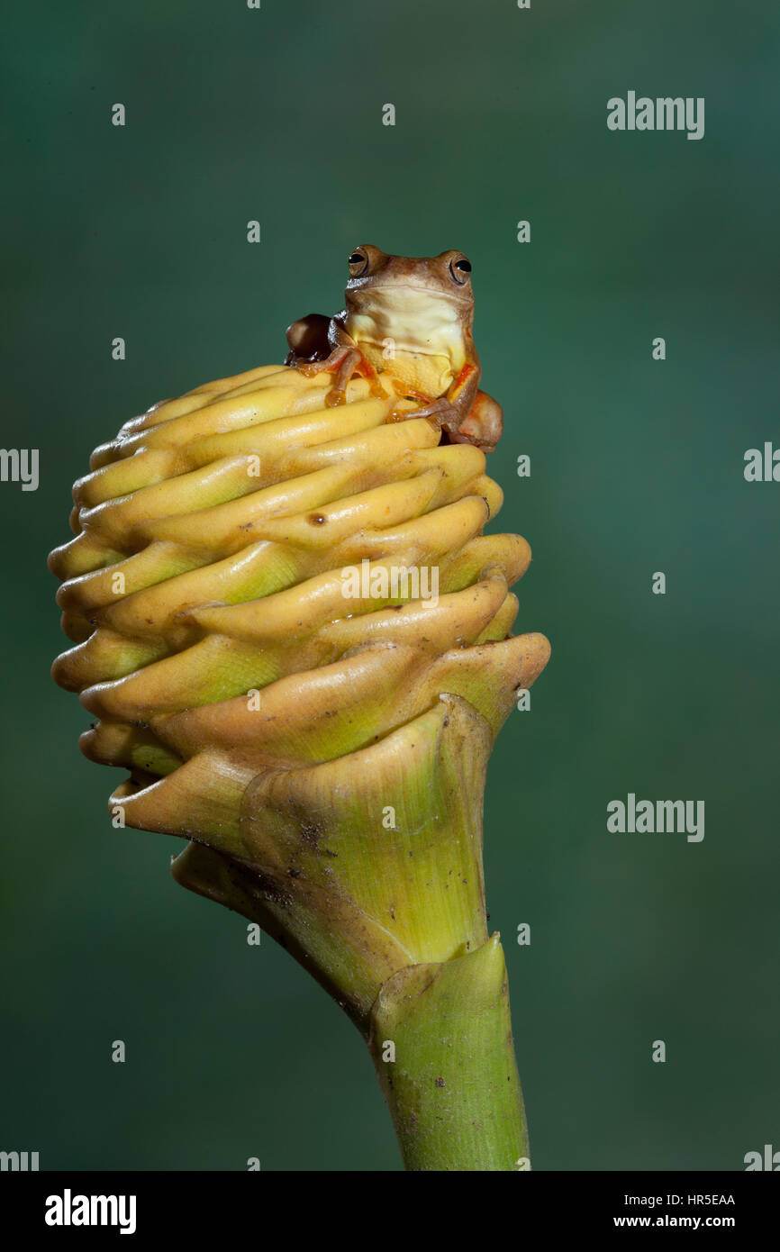 Widespread Species Yellow Treefrog High Resolution Stock Photography ...