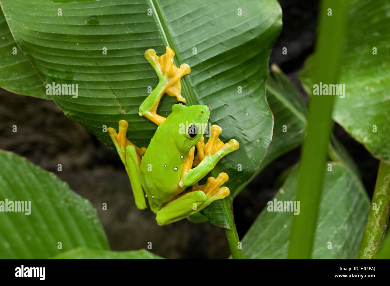 Parachuting or Flying Leaf Frog, Agalychnis spurelli, inhabits tropical ...