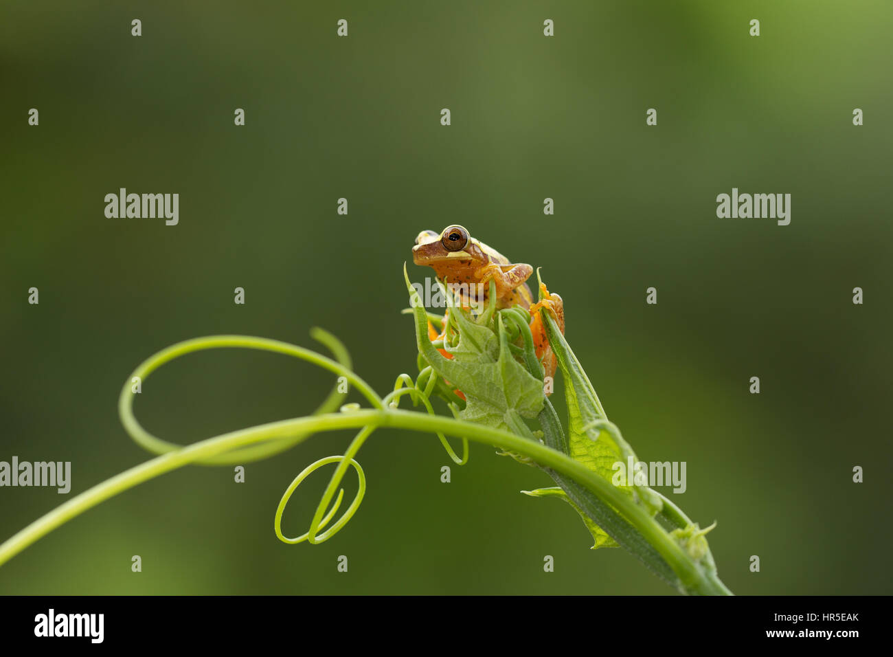 Hourglass tree frog hi-res stock photography and images - Alamy