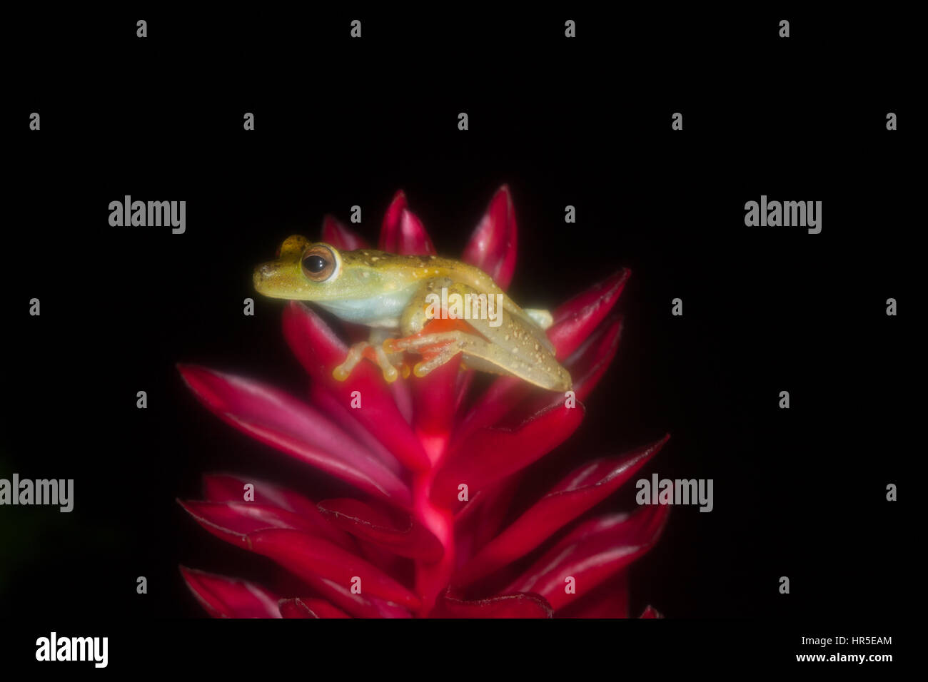 Canal Zone Tree Frog High Resolution Stock Photography and Images - Alamy