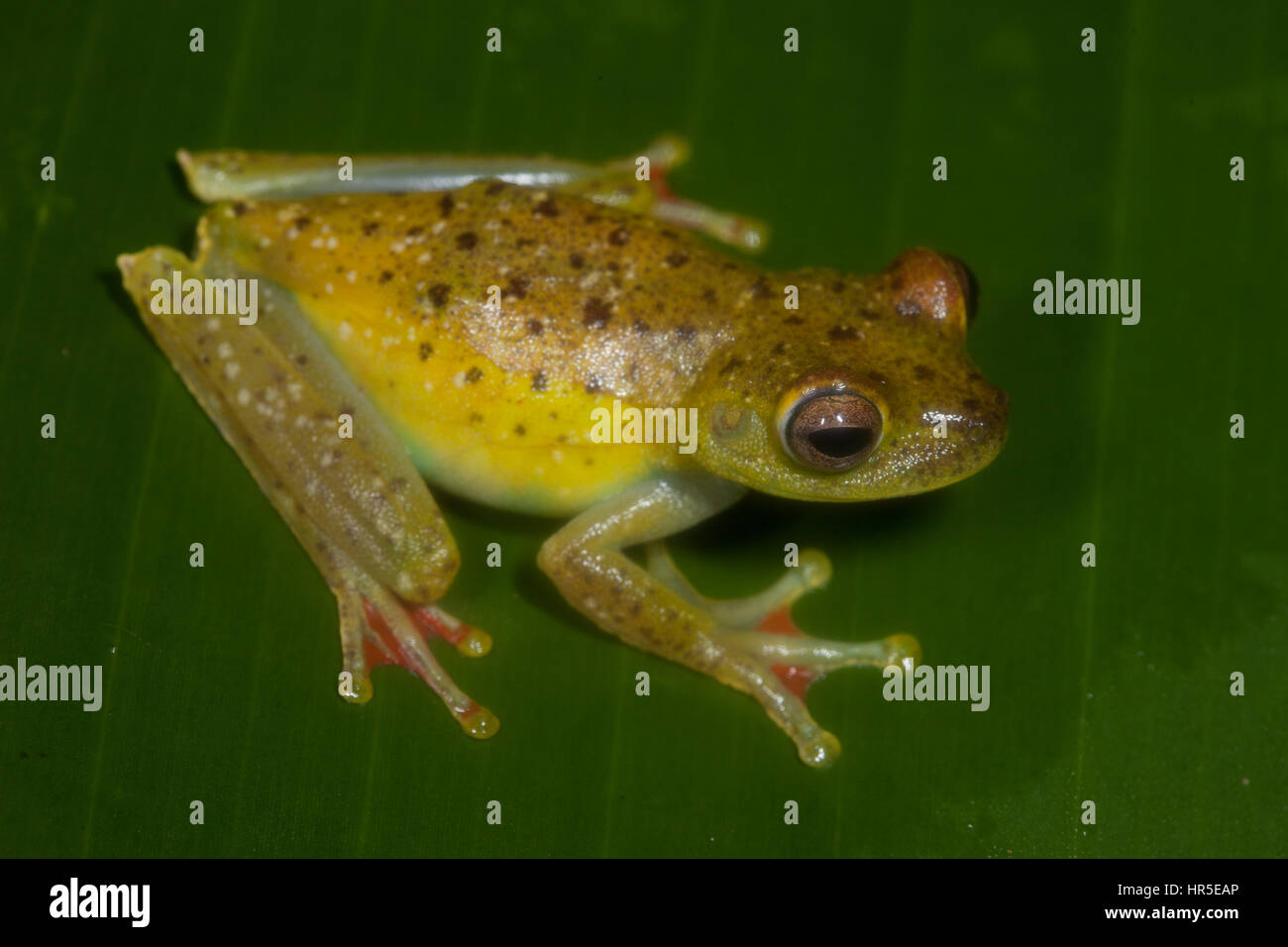 Canal zone tree frog hi-res stock photography and images - Alamy