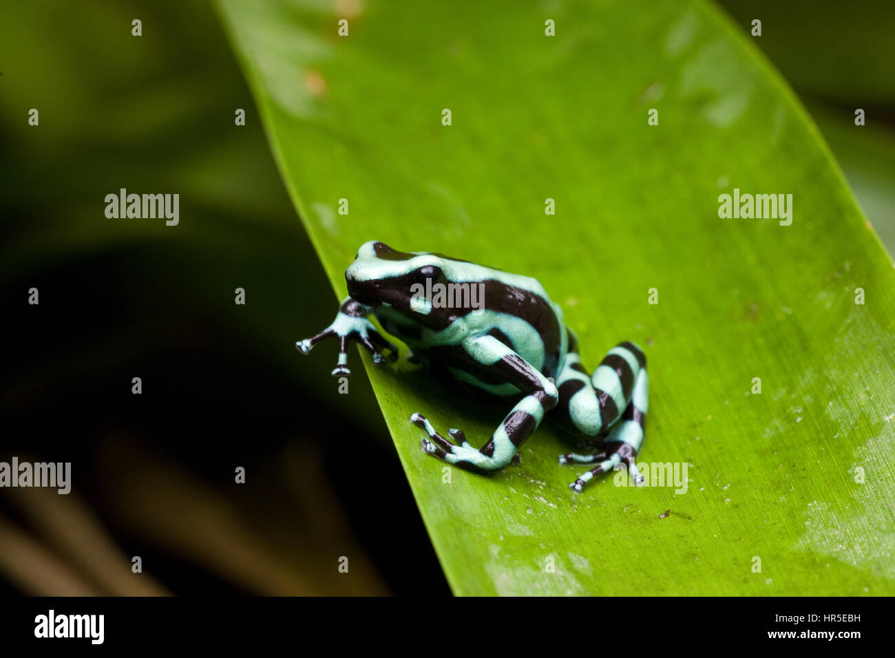 Green & Black Poison Dart Frog, Dendrobates auratus in Costa Rica. Its ...