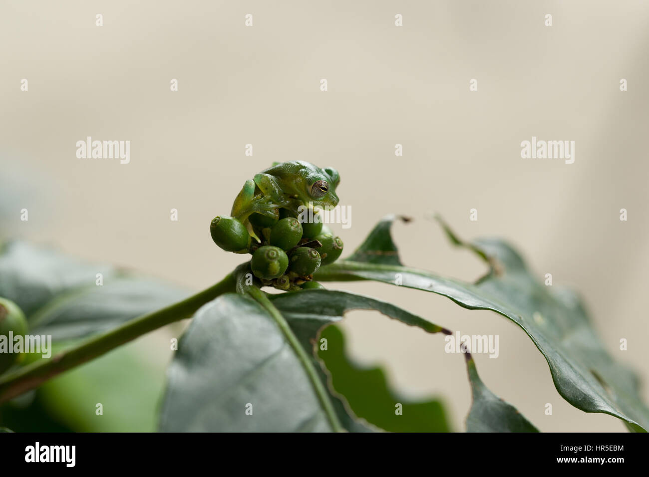 The Granulated Glass Frog, Cochranella granulosa, is primarily a ...