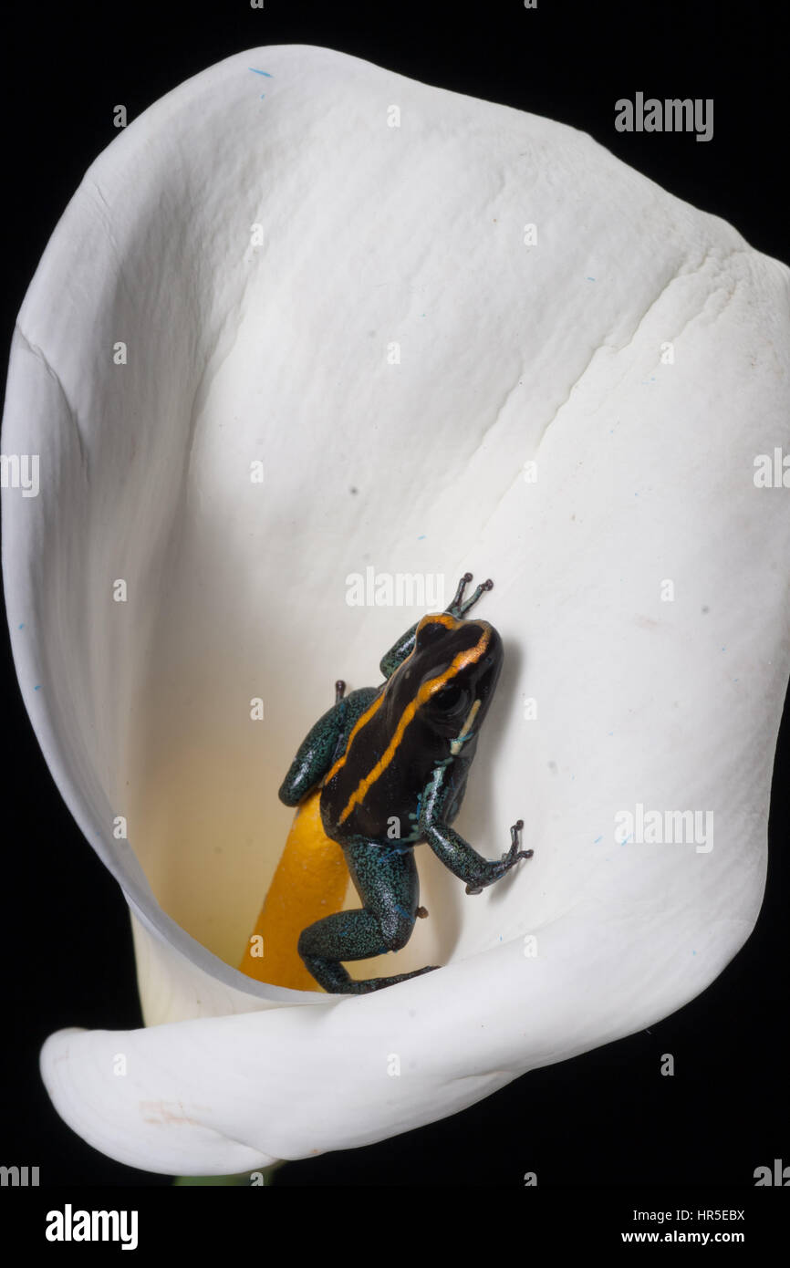 Golfodulcean Poison Frog, Phyllobates vittatus, on a calla lily. This ...