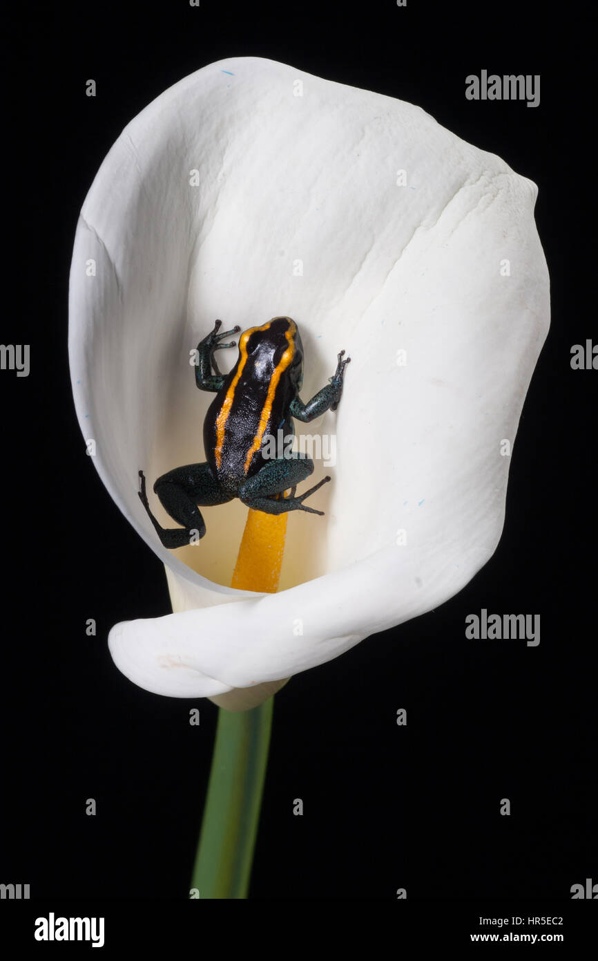 Golfodulcean Poison Frog, Phyllobates vittatus, on a calla lily. This ...