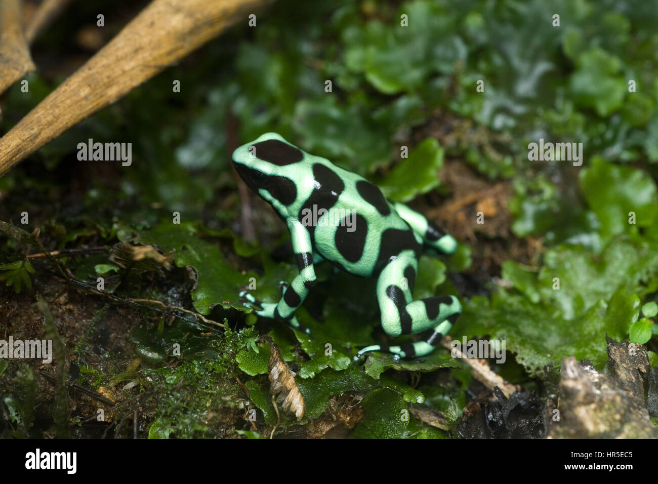 Green & Black Poison Dart Frog, Dendrobates auratus in Costa Rica. Its ...