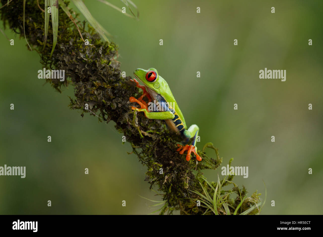 The Red--eyed Tree Frog or Red-eyed Leaf Frog, Agalychnis callidryas ...