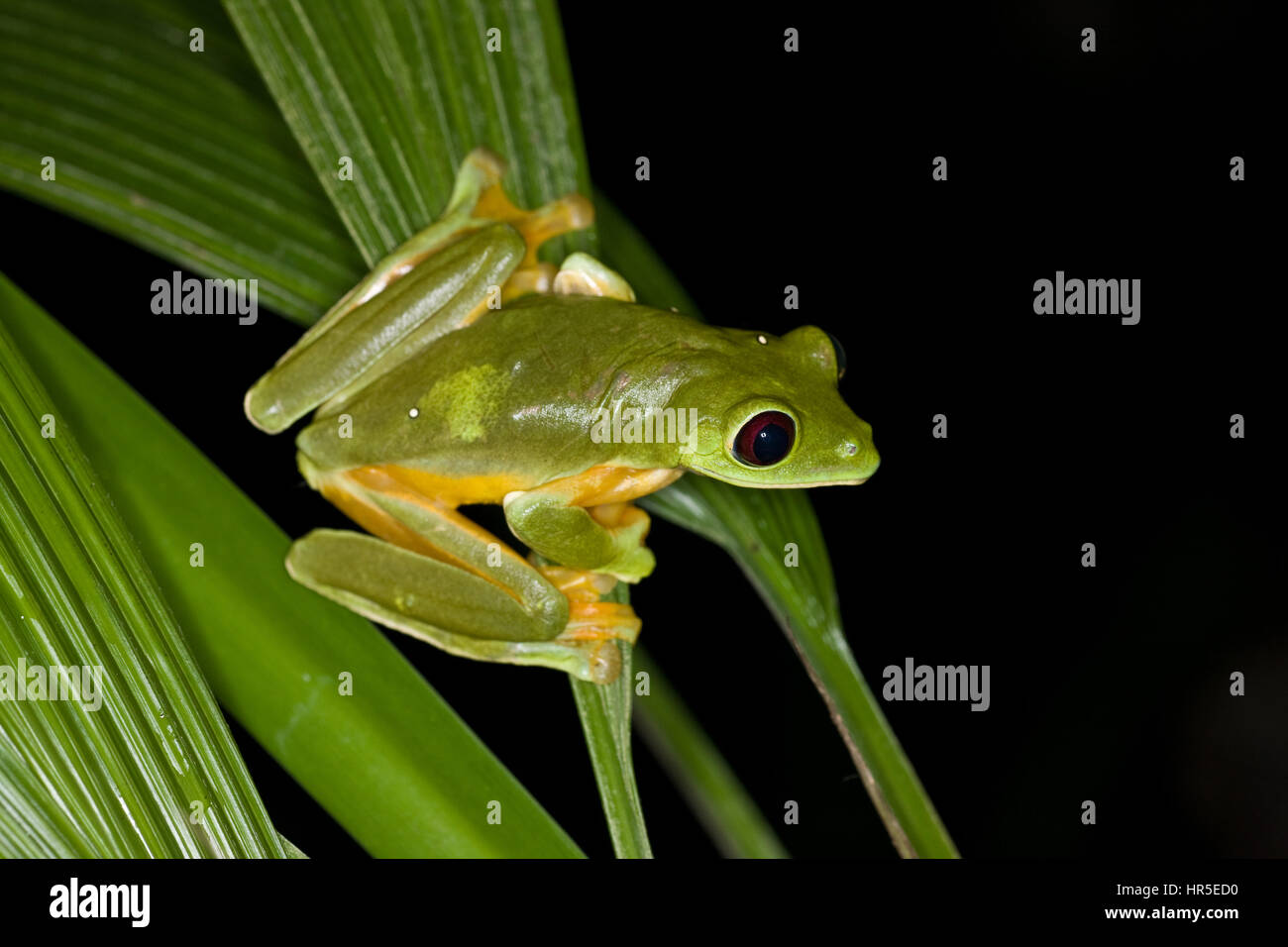 Parachuting or Flying Leaf Frog, Agalychnis spurelli, inhabits tropical ...