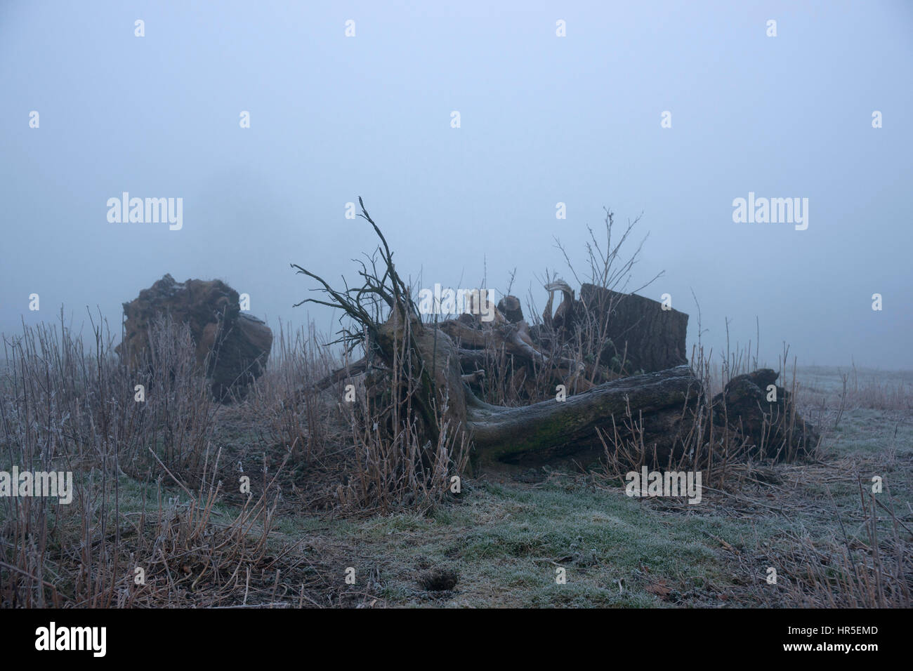 log pile in a field in thick fog Stock Photo - Alamy
