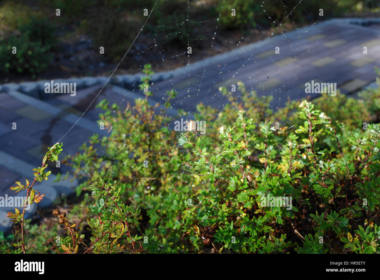 Autumn spider (Angulate orbweavers from Araneus genus) on the spider ...