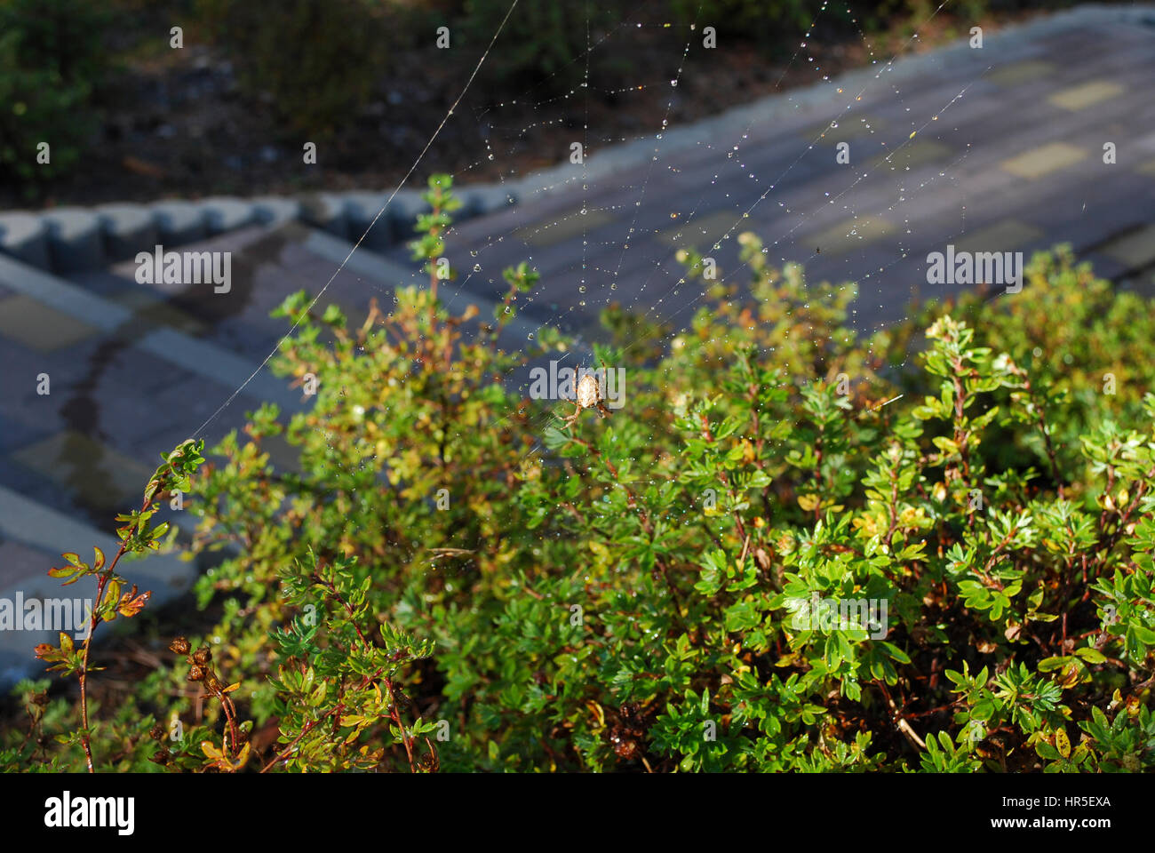 Autumn spider (Angulate orbweavers from Araneus genus) on the spider ...