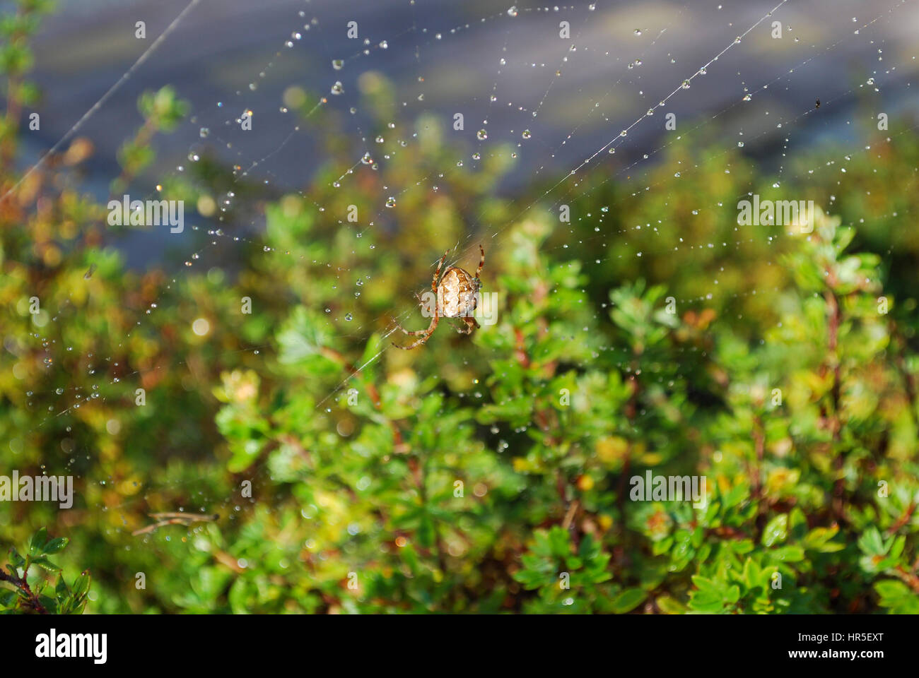 Autumn spider (Angulate orbweavers from Araneus genus) on the spider ...